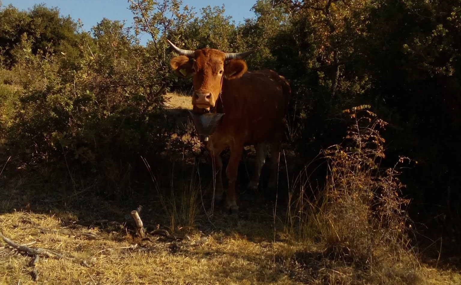 Cows56 - ΕΛΛΗΝΙΚΗ ΚΟΚΚΙΝΗ ΦΥΛΗ | ΣΥΝΔΕΣΜΟΣ ΘΕΣΣΑΛΟΝΙΚΗΣ
